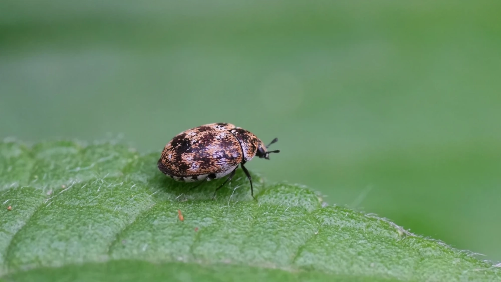 Powderpost Beetle Identification | Life Cycle, Signs & Size | RK ...