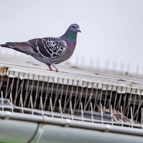 Commercial Bird Spikes Installation | RK Environmental
