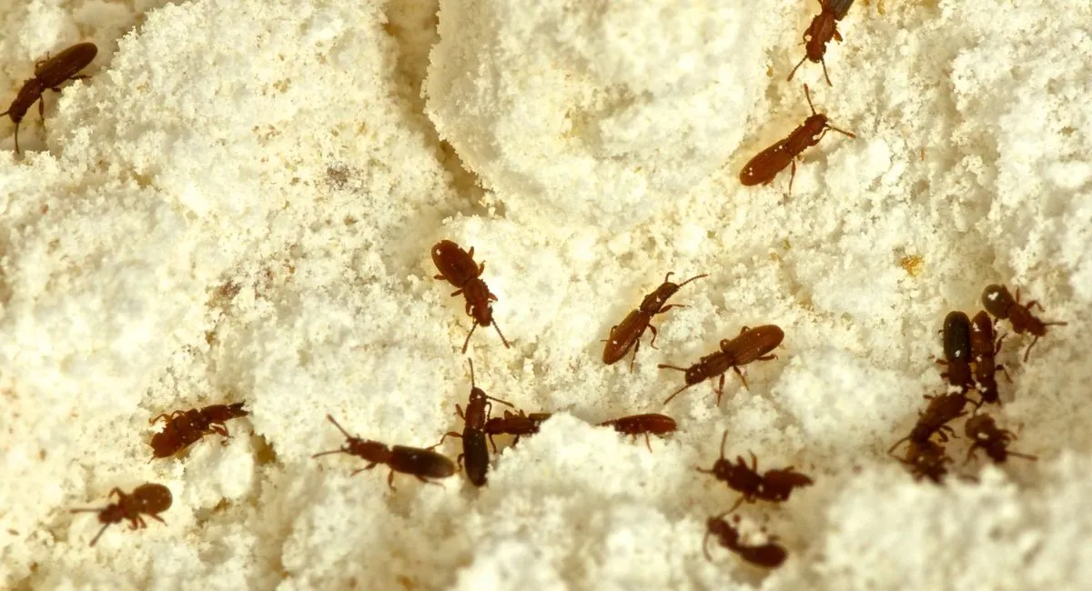 Effective Vap-X Pest Solutions | RK Environmental