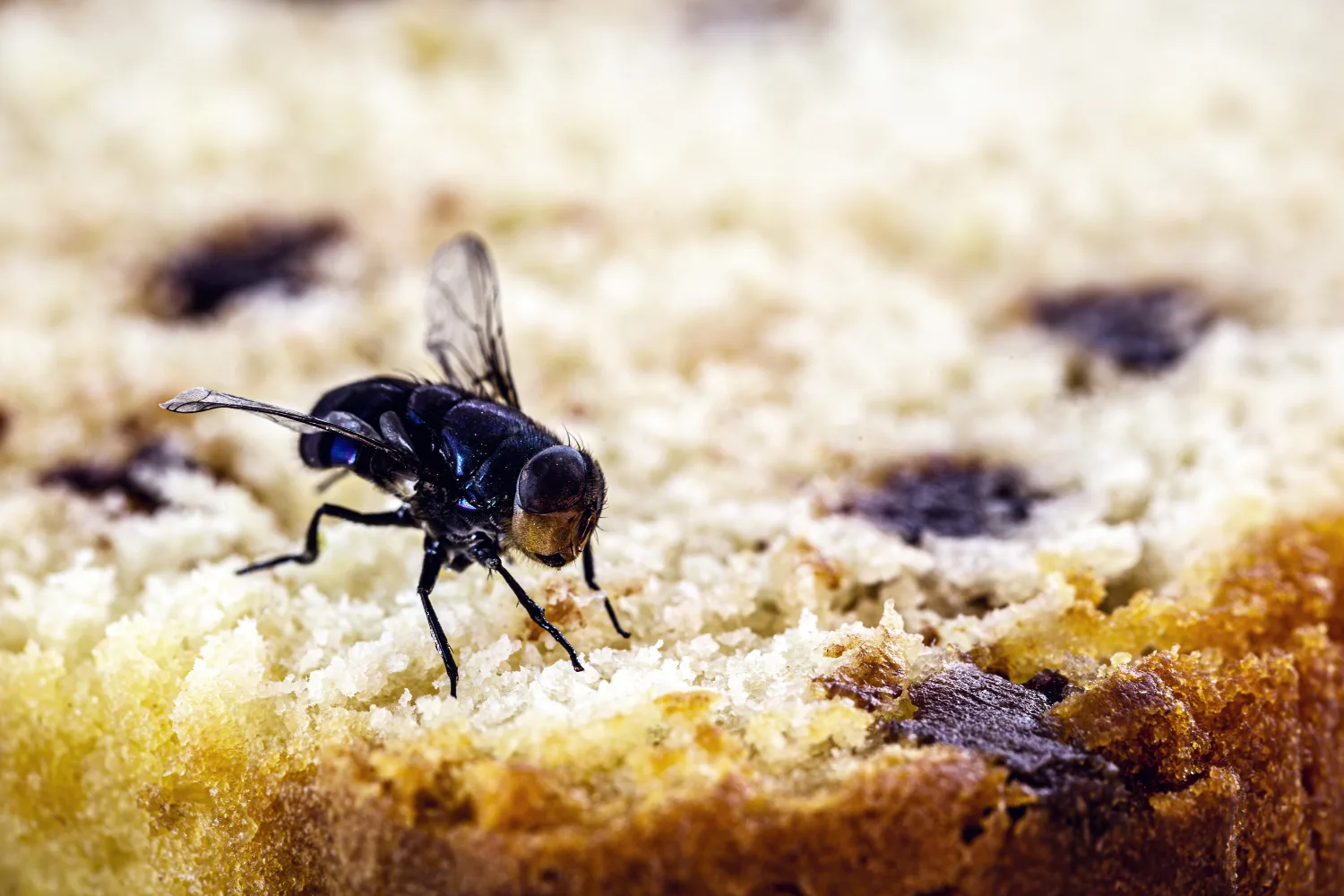 How to Get Rid of Filth Flies | RK Environmental